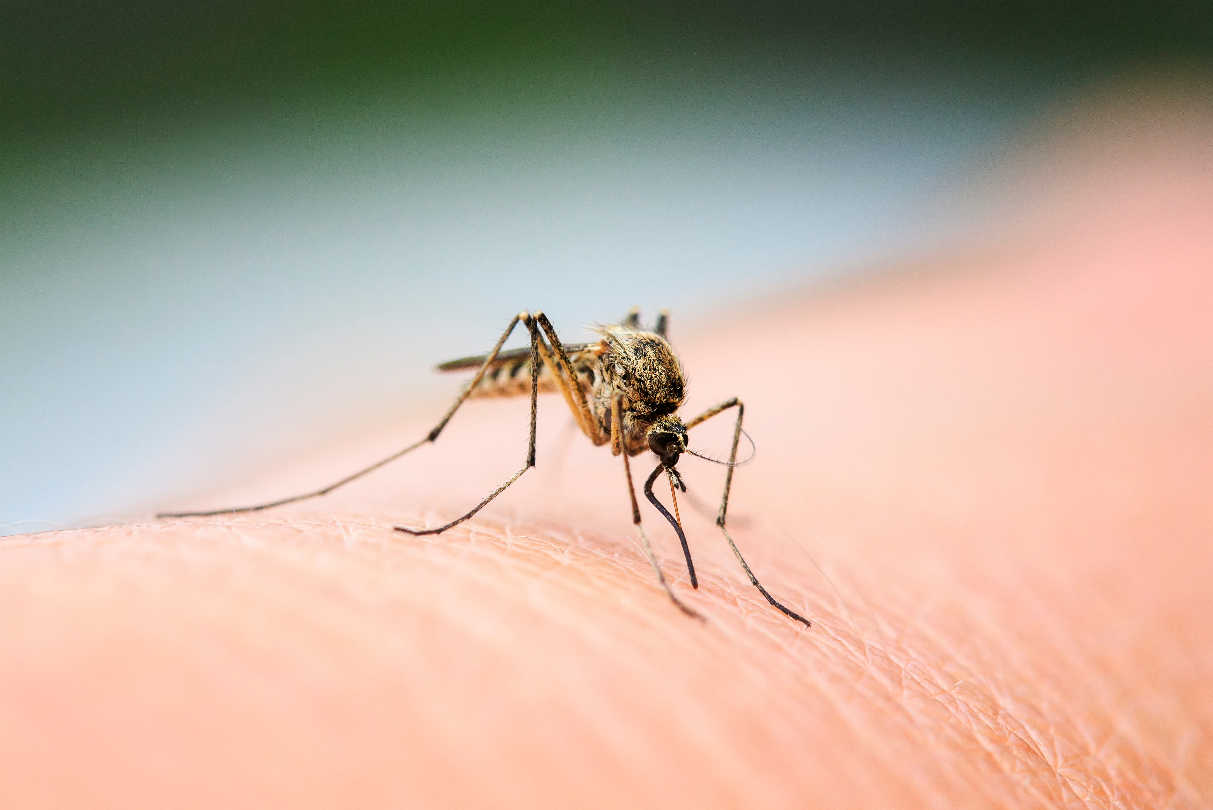 Scientists Develop “Mosquito STD” to Combat Malaria | College of ...