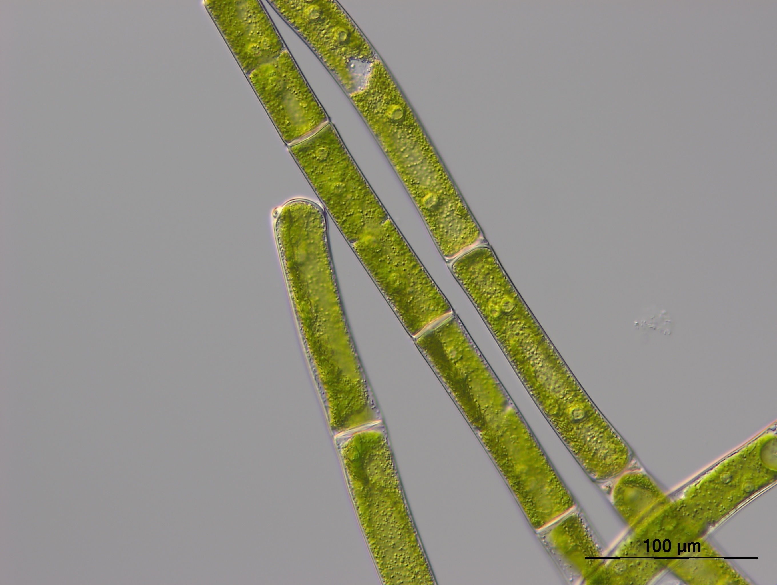 Study Reveals New Clues About Land Plants’ Closest Algal Relative ...