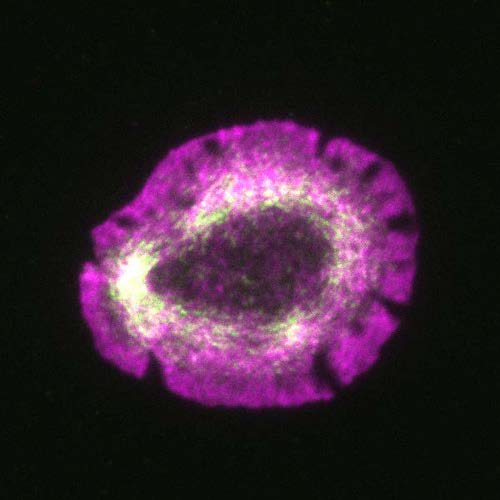 Molecular Tug-of-war Gives Cells Their Shape | College of Computer ...