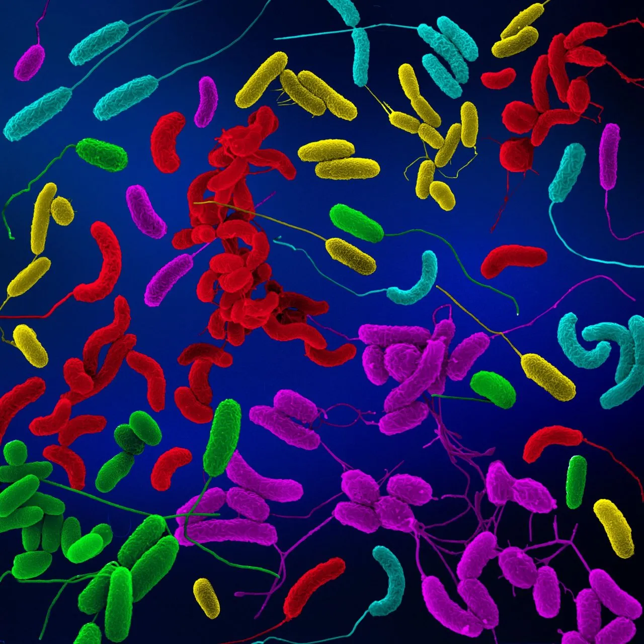 Tracking Climate-Linked Pathogens Through DNA Science | College of ...