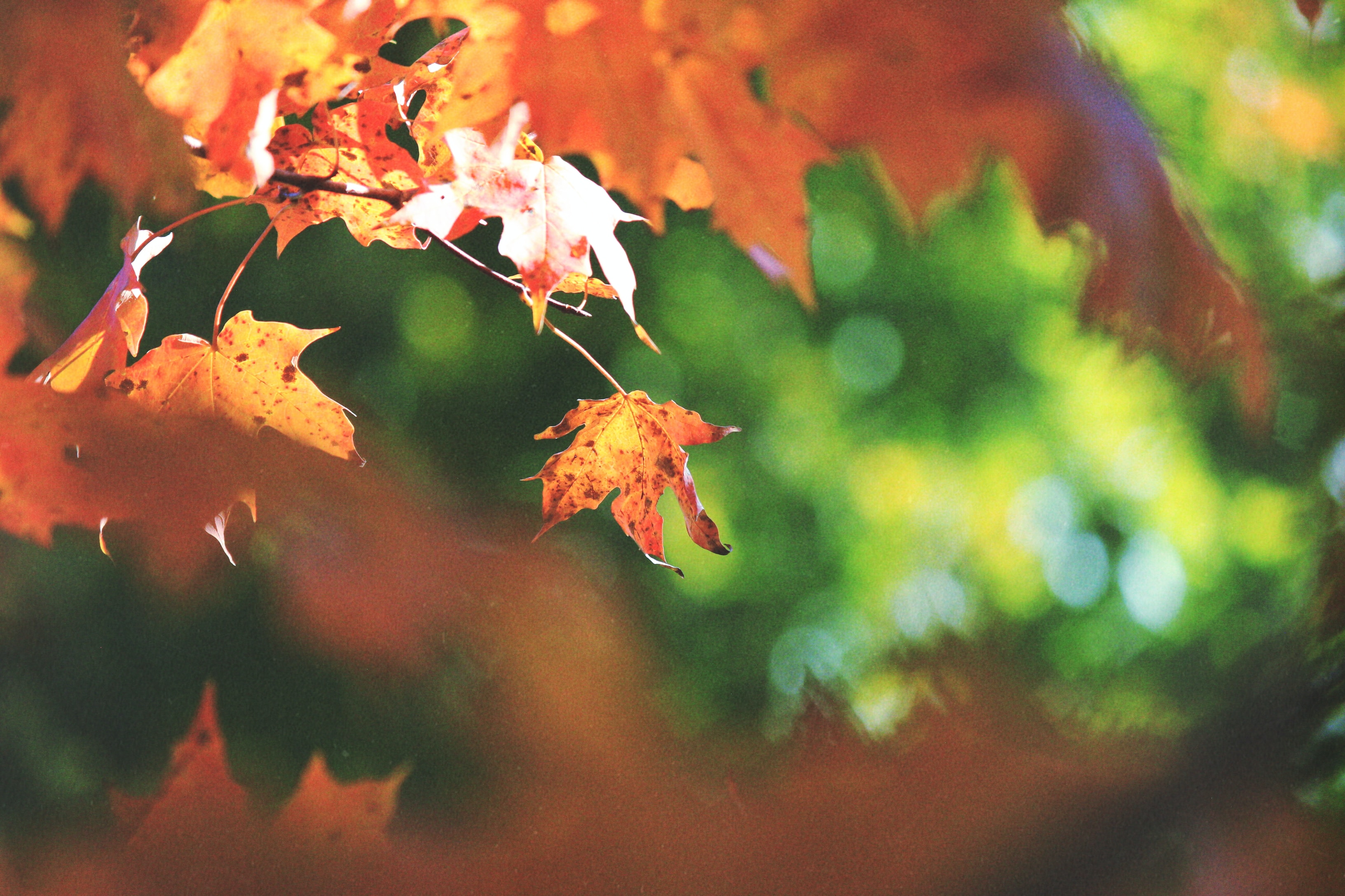 How To Preserve Beneficial Hibernating Insects in Your Yard | College ...