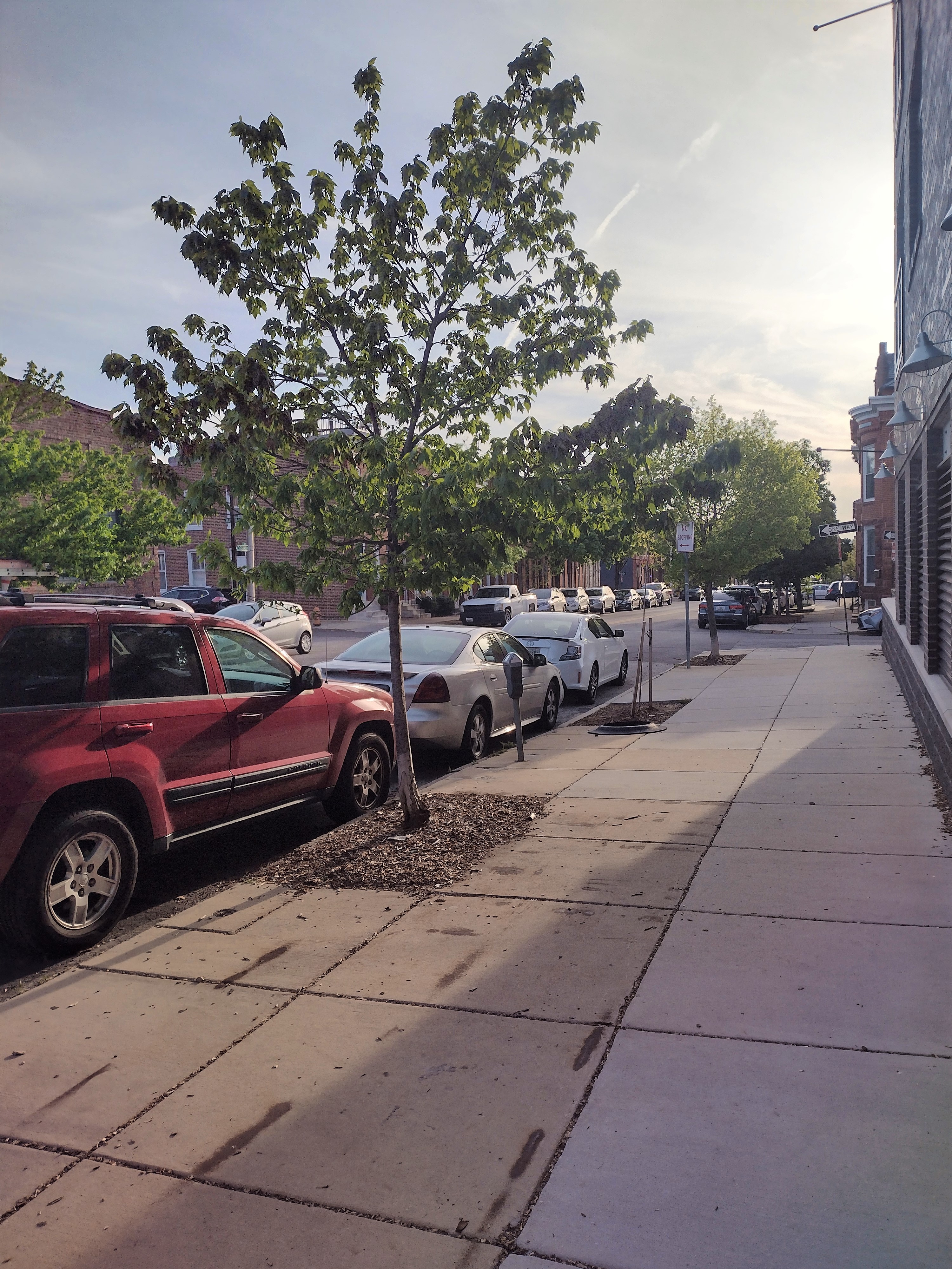Urban Trees Rooted in Redlining and Environmental Injustice | College ...