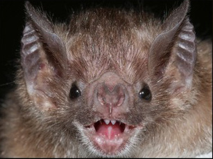 Accurate Aging of Wild Animals Thanks to First Epigenetic Clock for ...