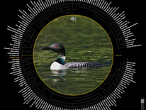 Bird Watching in the 21st Century | College of Computer, Mathematical ...