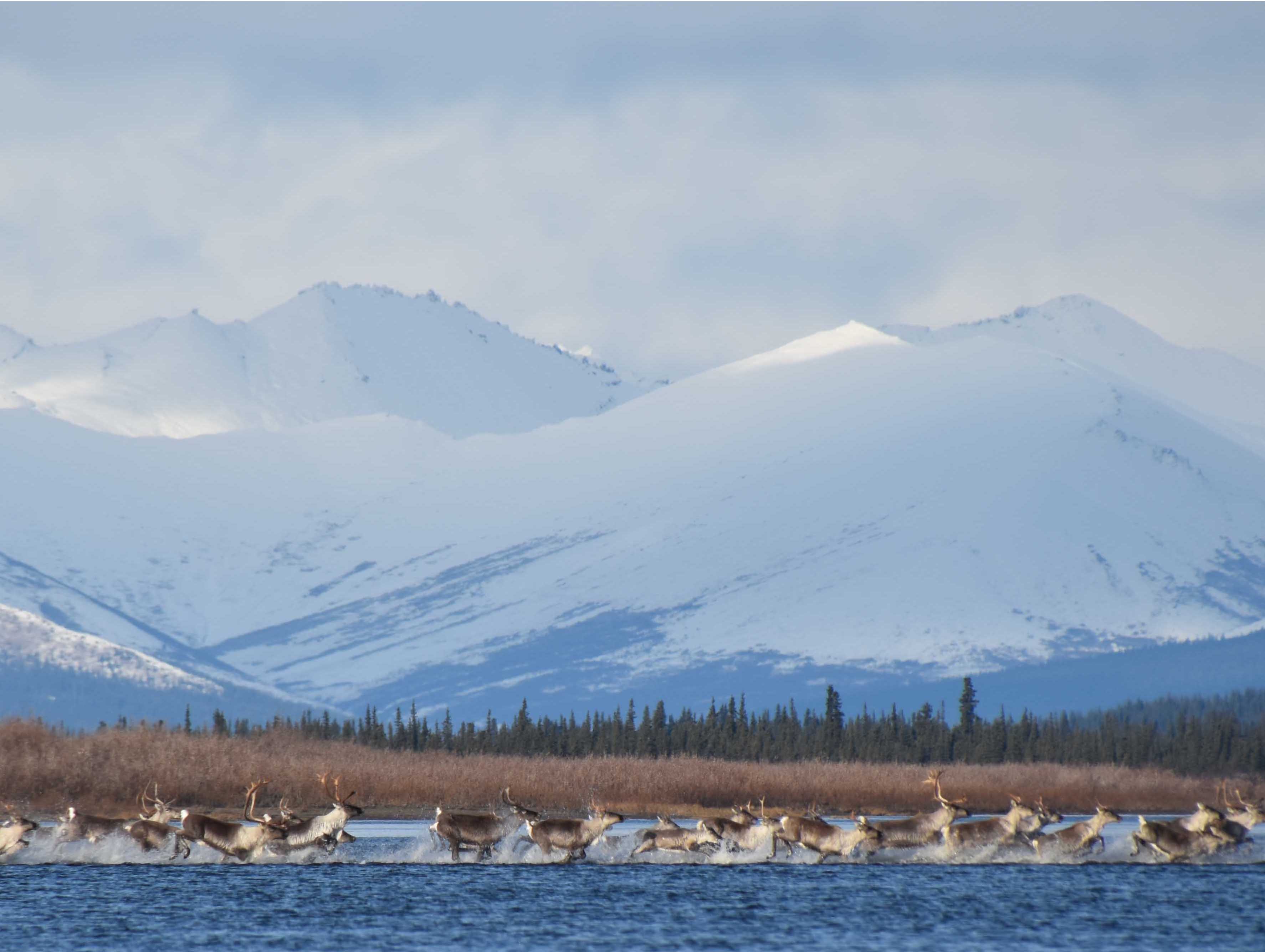 Global-scale Animal Ecology Reveals Behavioral Changes in Response to ...