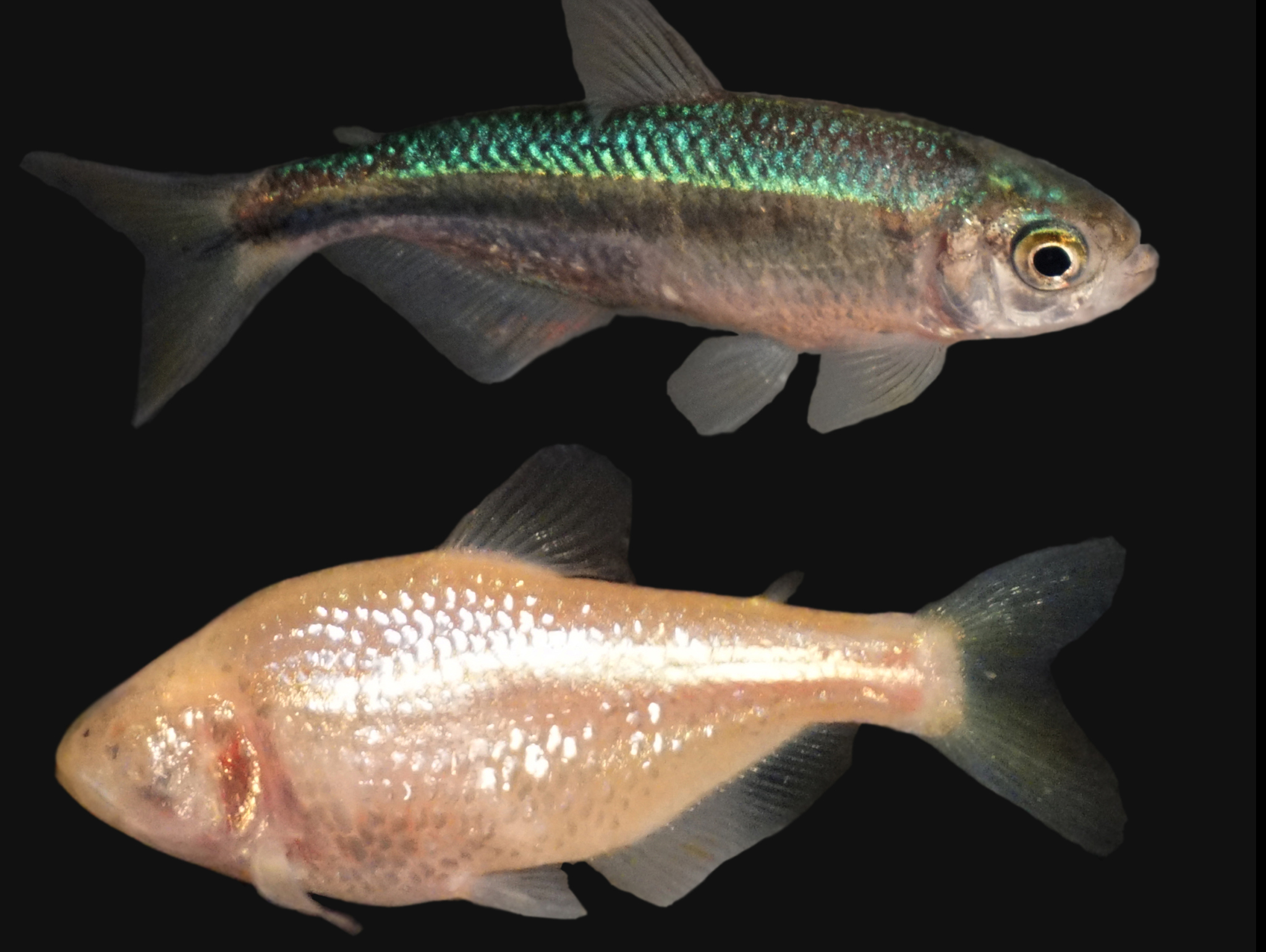 Gene Found that Causes Eyes to Wither in Cavefish | College of Computer ...