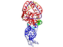 Human Cells’ Protein Factory has an Alternate Operating Manual ...