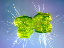 A New Crop of Plant Model Systems is in Full Bloom | College of ...