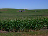USDA Funds UMD Project to Sustain Agricultural Production in the Corn ...