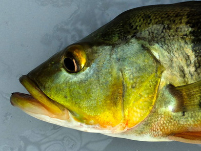 Adaptable Eyes May Be Key to Invasive Fish’s Success | College of ...