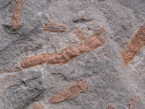Study Explains Ancient Animal Fossilization | College of Computer ...